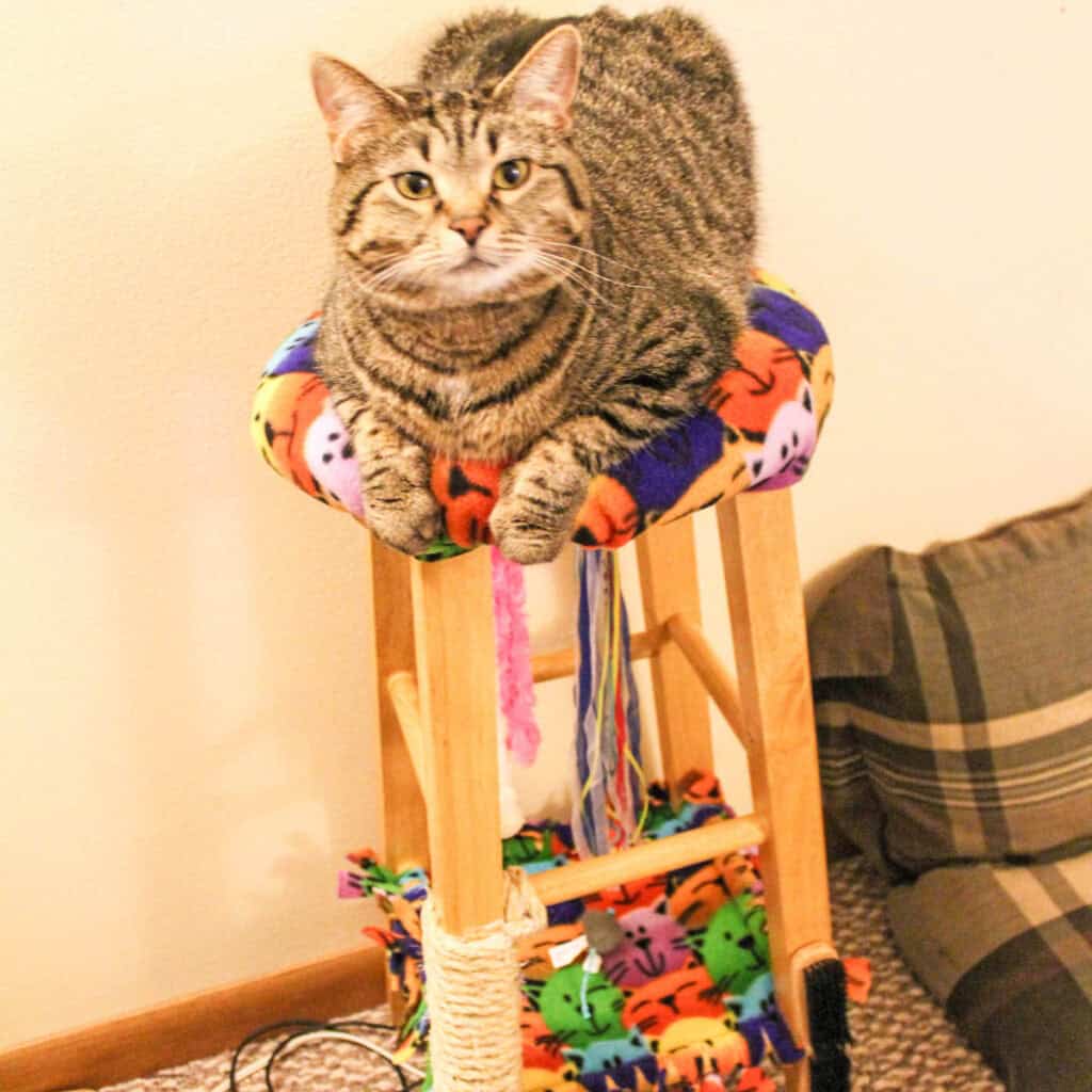 DIY Cat Tree for Small Spaces made from a Stool