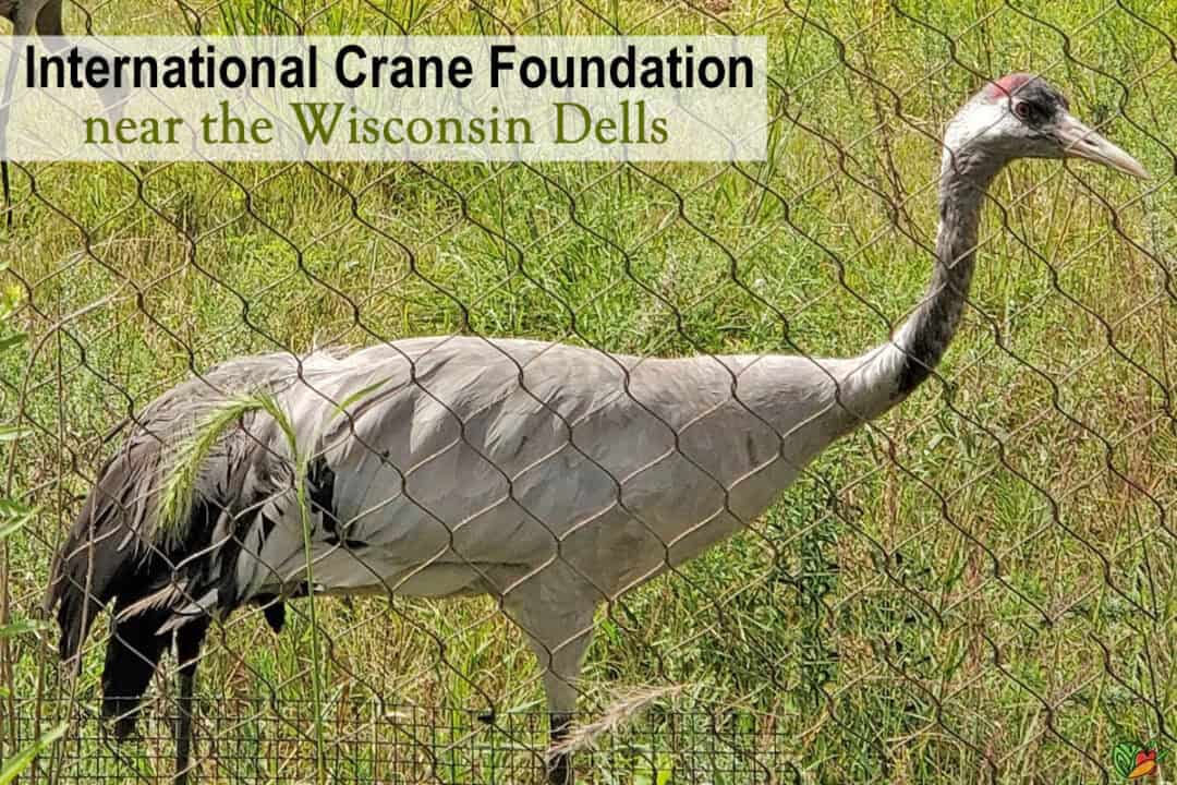 Visit the International Crane Foundation | Diana Rambles