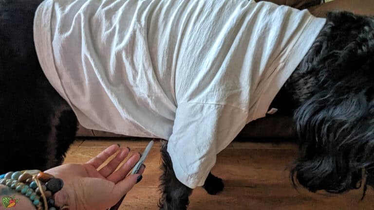 2-Minute Dog Shirt from a T-Shirt Hack | Diana Rambles