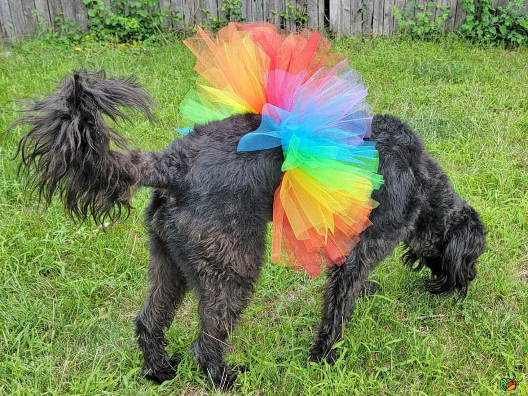 DIY Dog Tutu Tutorial